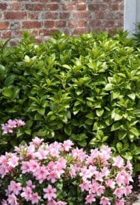 5 Best Artificial Outdoor Bushes & Shrubs That Look Surprisingly Real ...