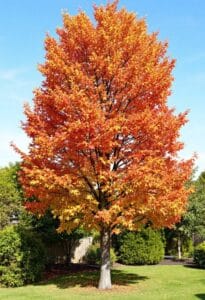 5 Best Artificial Outdoor Trees That Look Amazingly Real (2026 Guide ...