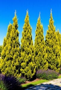The 5 Best Outdoor Lemon Cypress Trees for a Stunning Garden (2026 ...