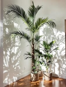 9 Best Low-Light Indoor Palm Trees That Thrive in Shade (Expert Guide ...